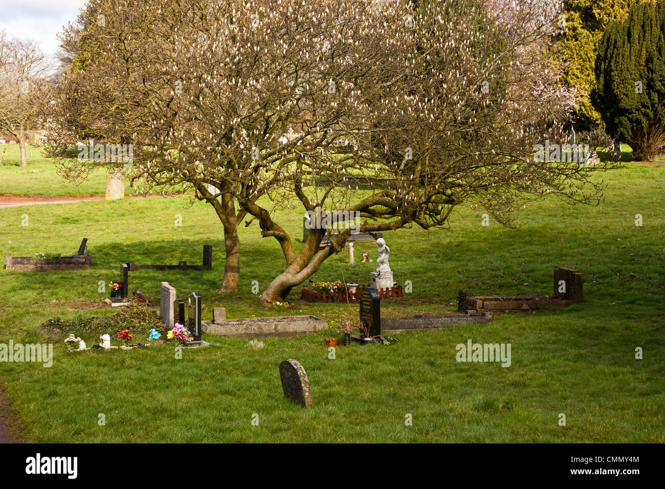 Cherry blossom tree in graveyard hi-res stock photography and images ...