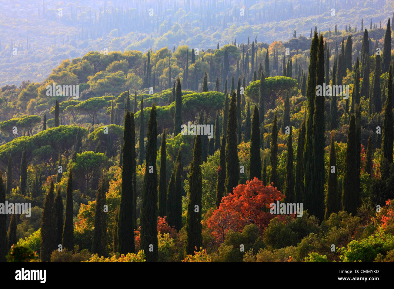 Cypress tree forest hi-res stock photography and images - Alamy