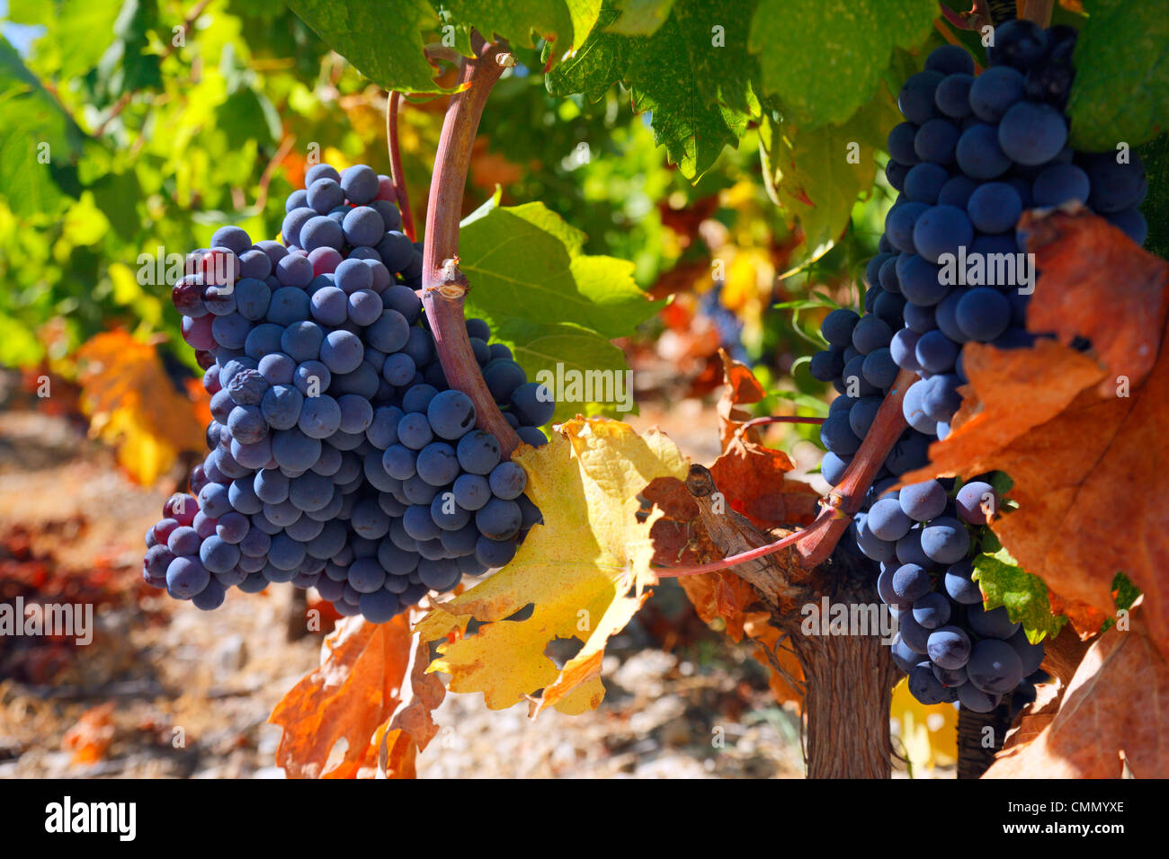 Grape vine grapevine close up hi-res stock photography and images - Alamy