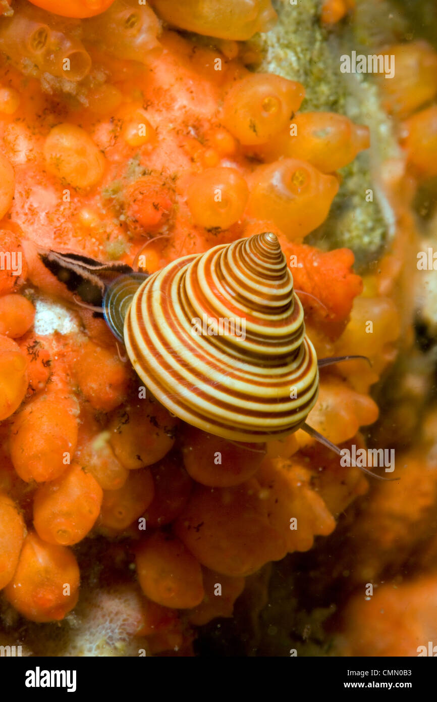 Blue Ocean Snail Stock Photos & Blue Ocean Snail Stock Images - Alamy