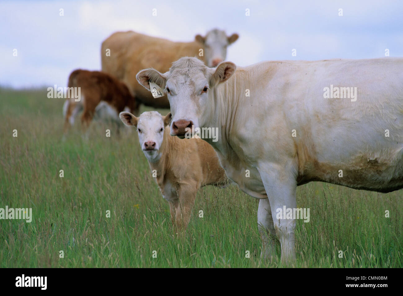 Cattle in pasture, Southern Saskatchewan Stock Photo - Alamy