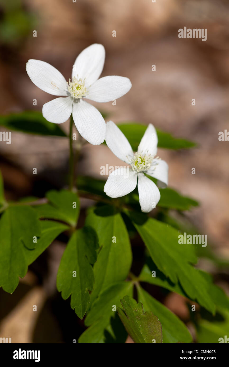 Wood Anemone is an early spring wildflower that many times forms ...