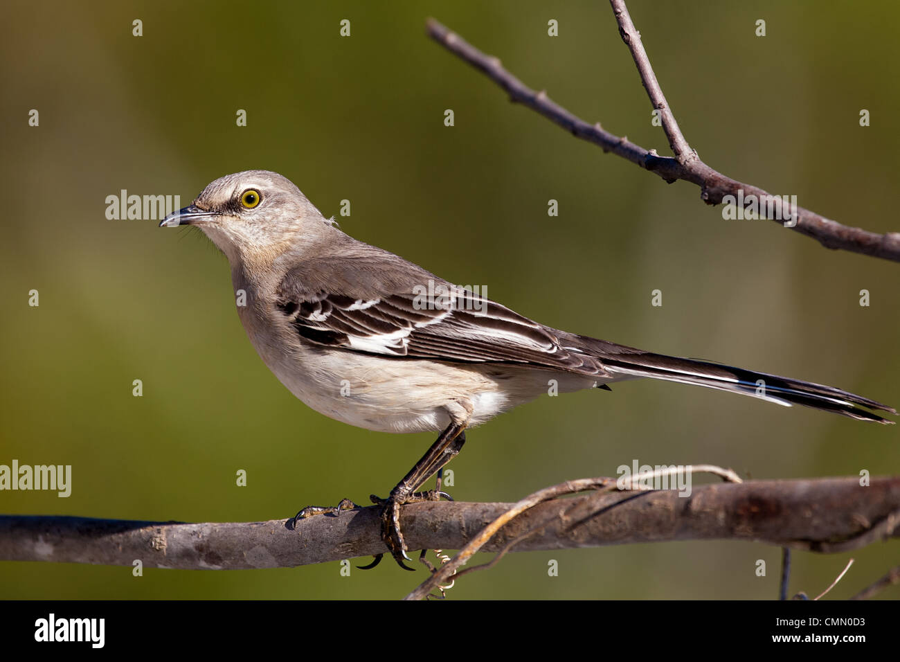 As its name implies, the Mockingbird often imitates the songs of other ...