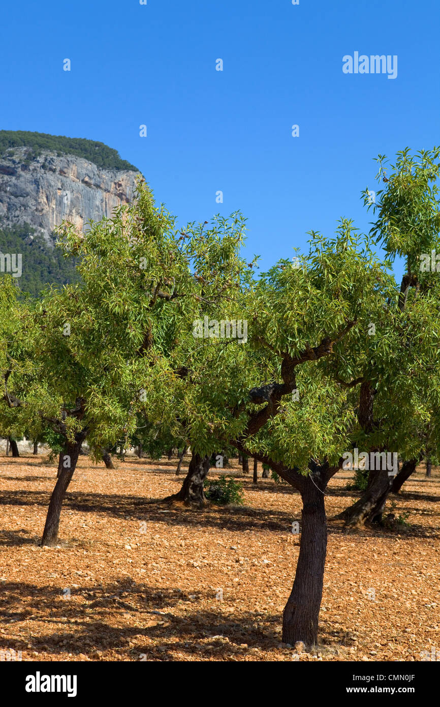 Olive trees from Majorca soil from mediterranean islands of Spain Stock ...