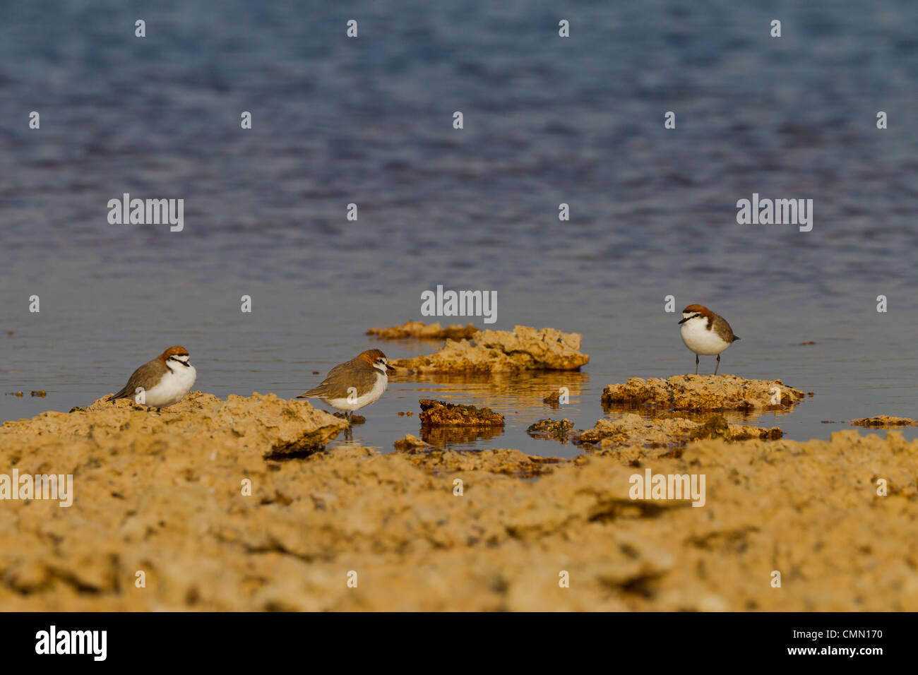 Red capped plover hi-res stock photography and images - Alamy