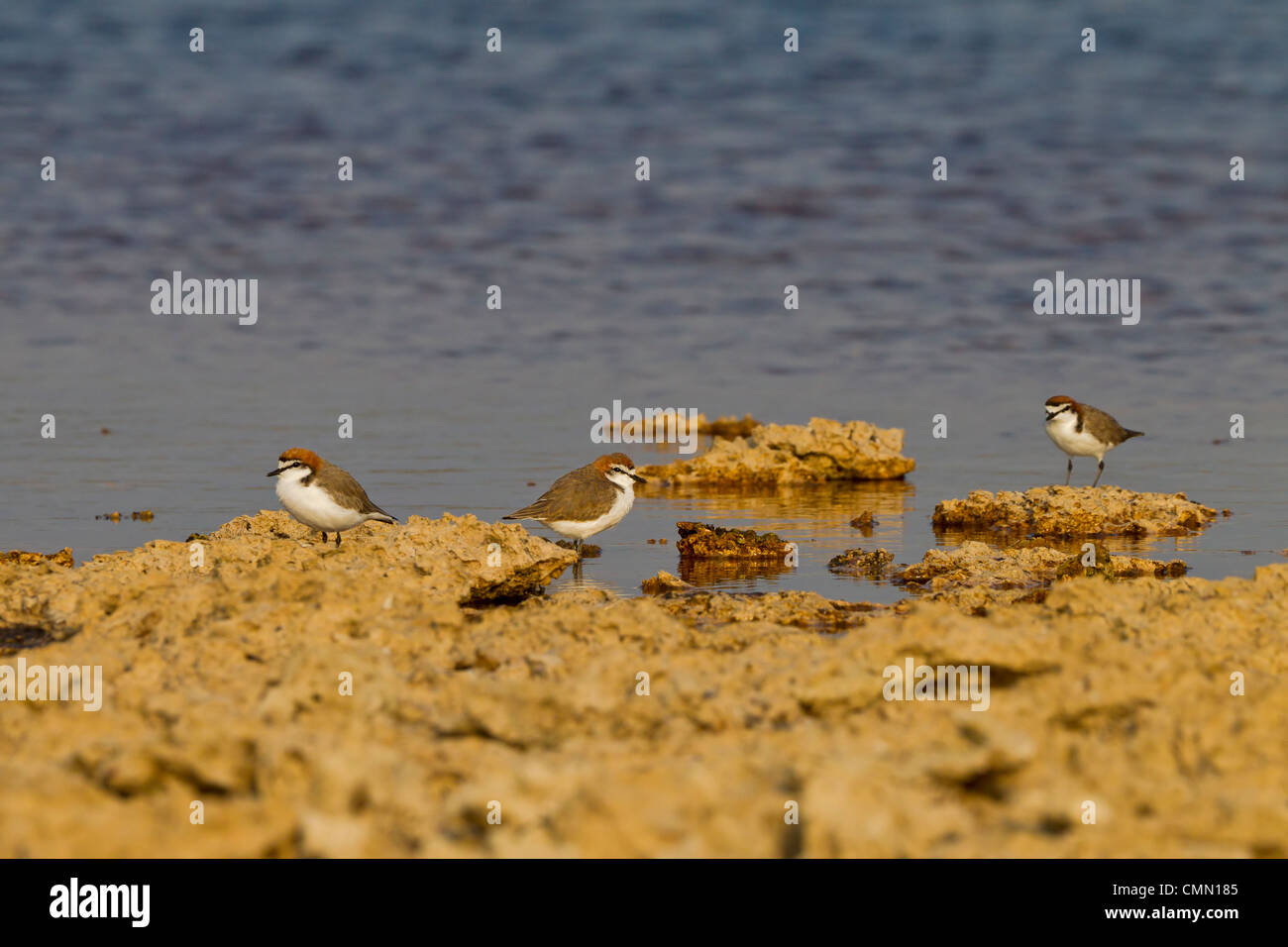 Red capped plover australia hi-res stock photography and images - Alamy