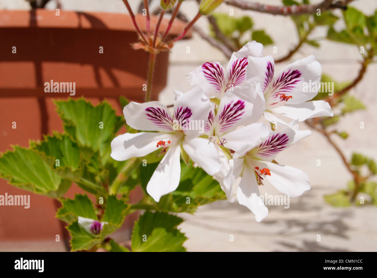 Wite hi-res stock photography and images - Alamy