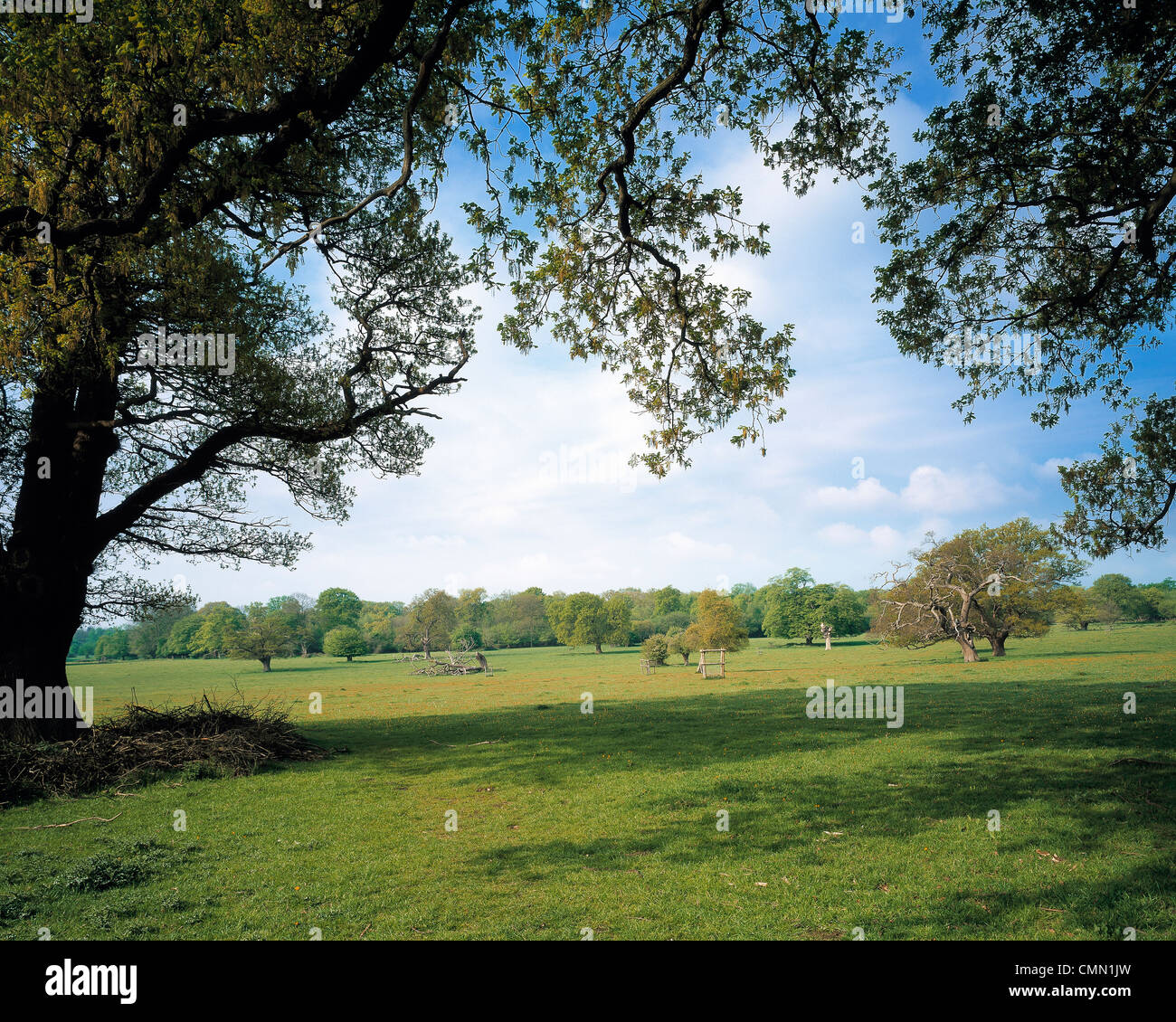 Tree heath forests hi-res stock photography and images - Alamy