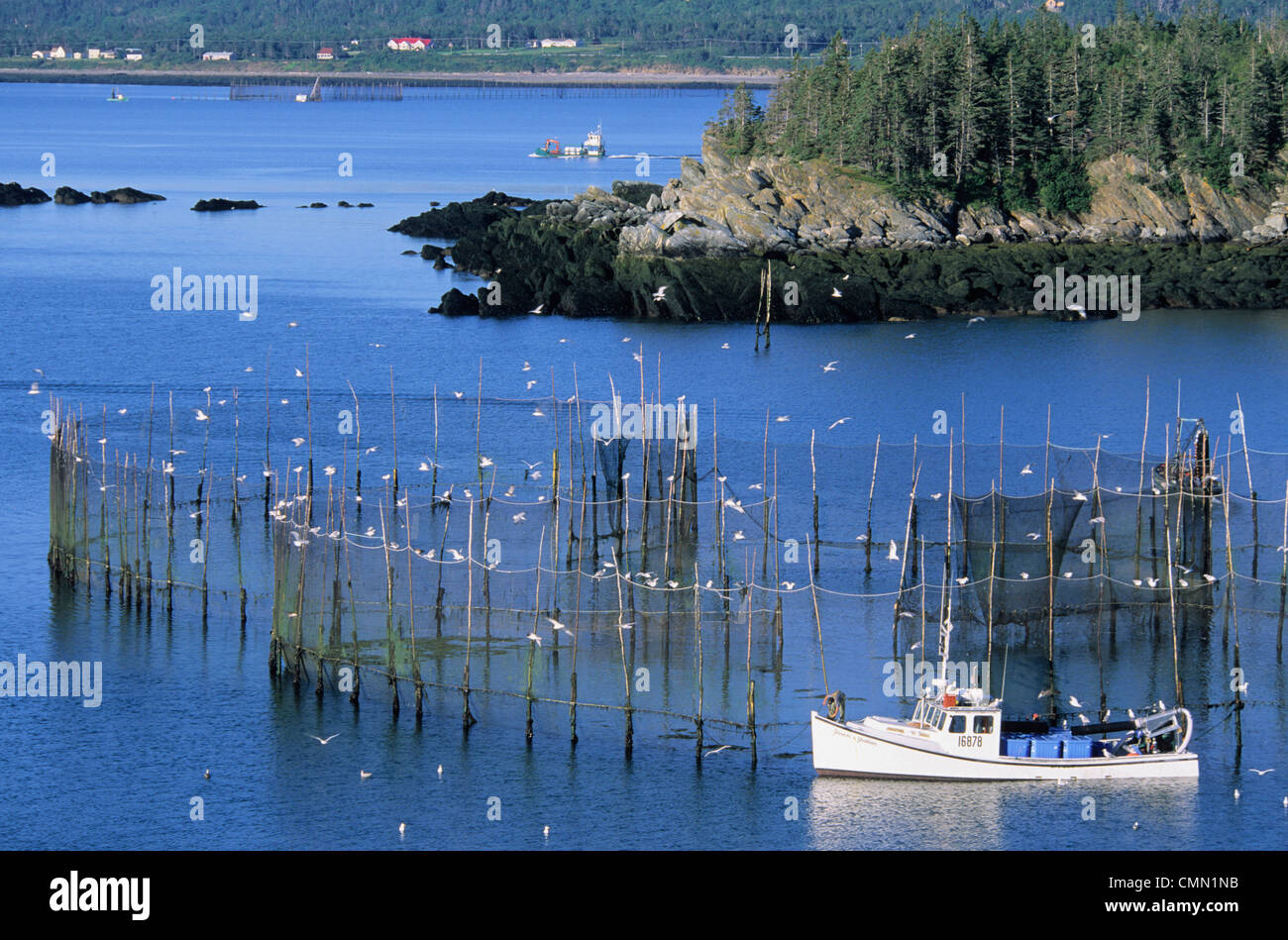 Fish weir grand manan hi-res stock photography and images - Alamy