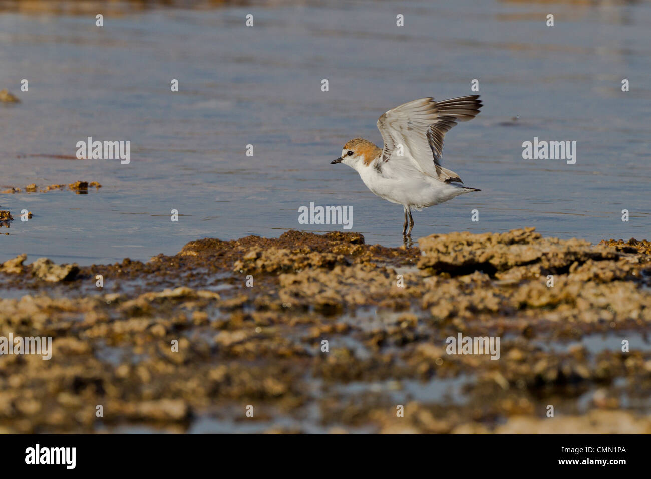 Red Capped Plover Australia High Resolution Stock Photography and ...