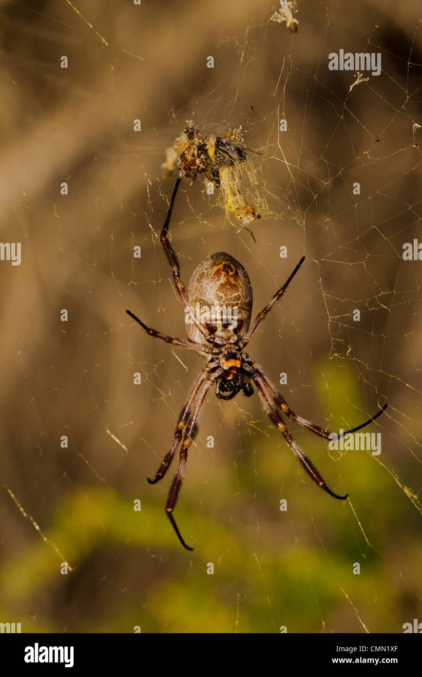 Australian large spider hi-res stock photography and images - Alamy