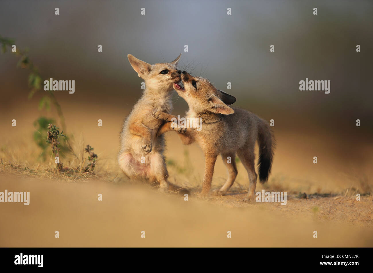 Bengal fox (Vulpes bengalensis), Indian fox Stock Photo - Alamy