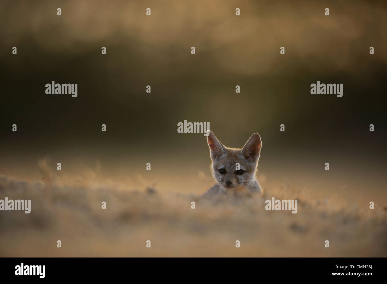 Bengal fox (Vulpes bengalensis), Indian fox Stock Photo - Alamy