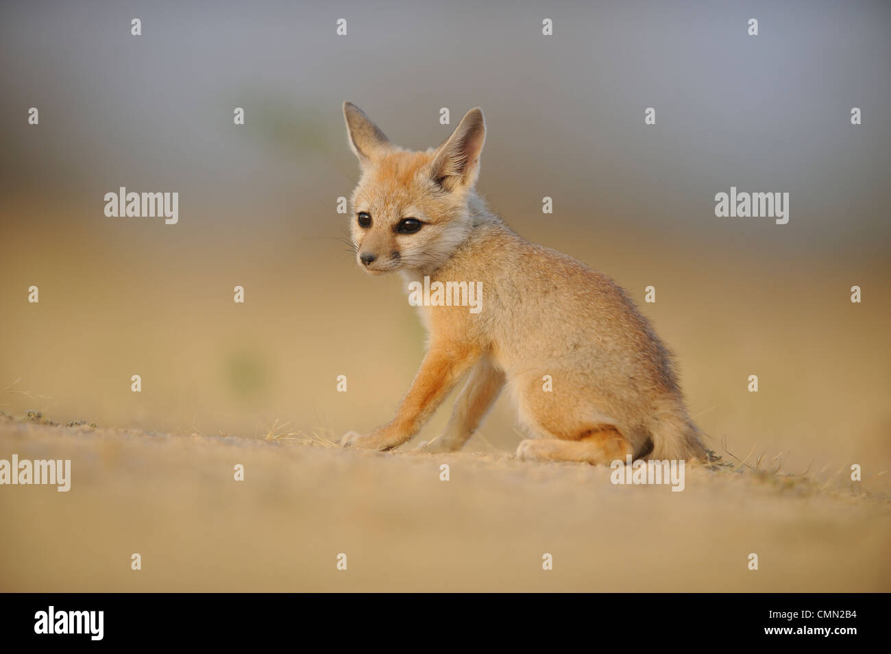 Bengal fox (Vulpes bengalensis), Indian fox Stock Photo - Alamy