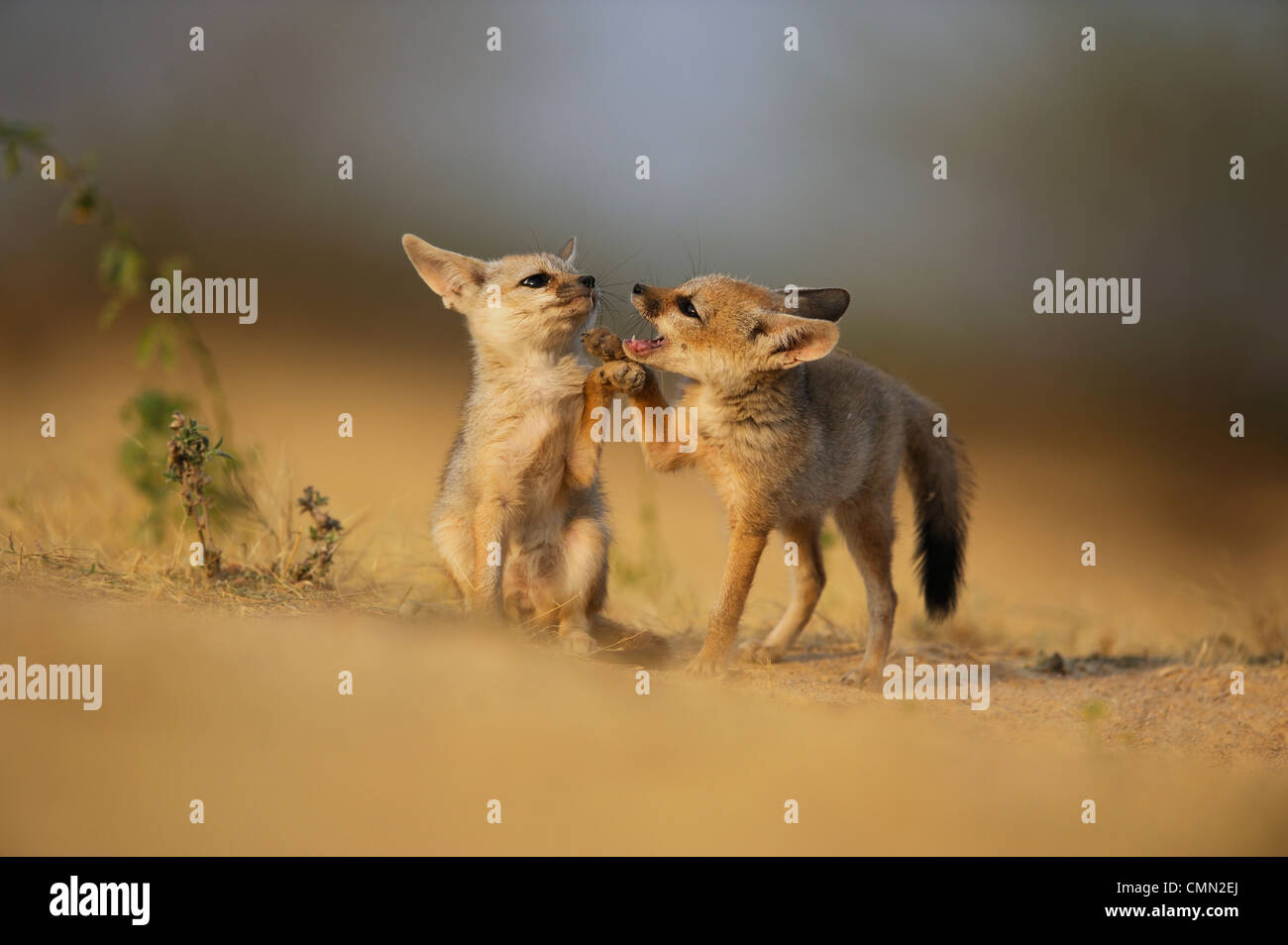 Indian fox hi-res stock photography and images - Alamy