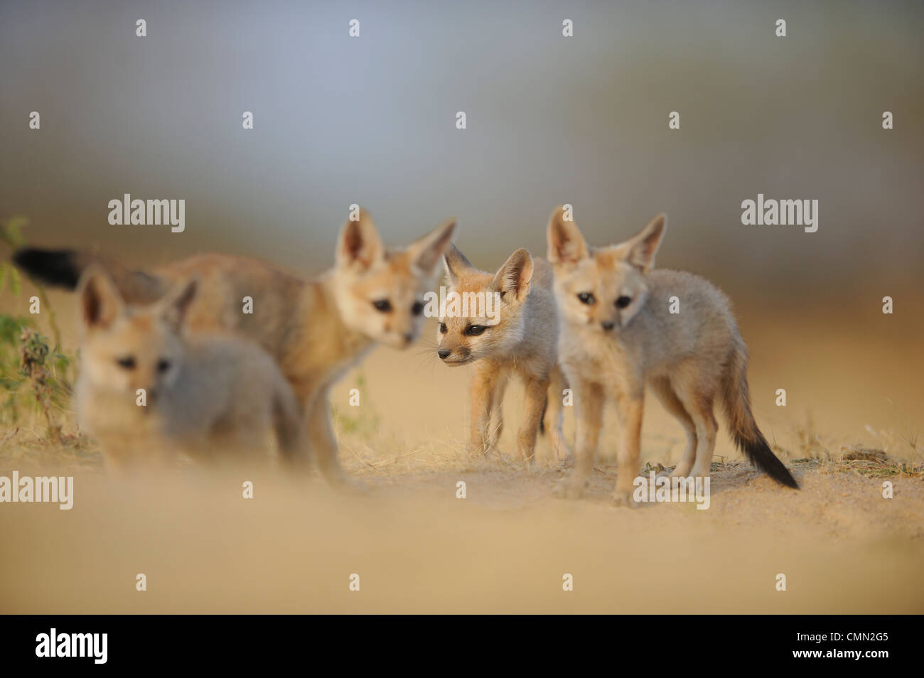 Bengal fox (Vulpes bengalensis), Indian fox Stock Photo - Alamy