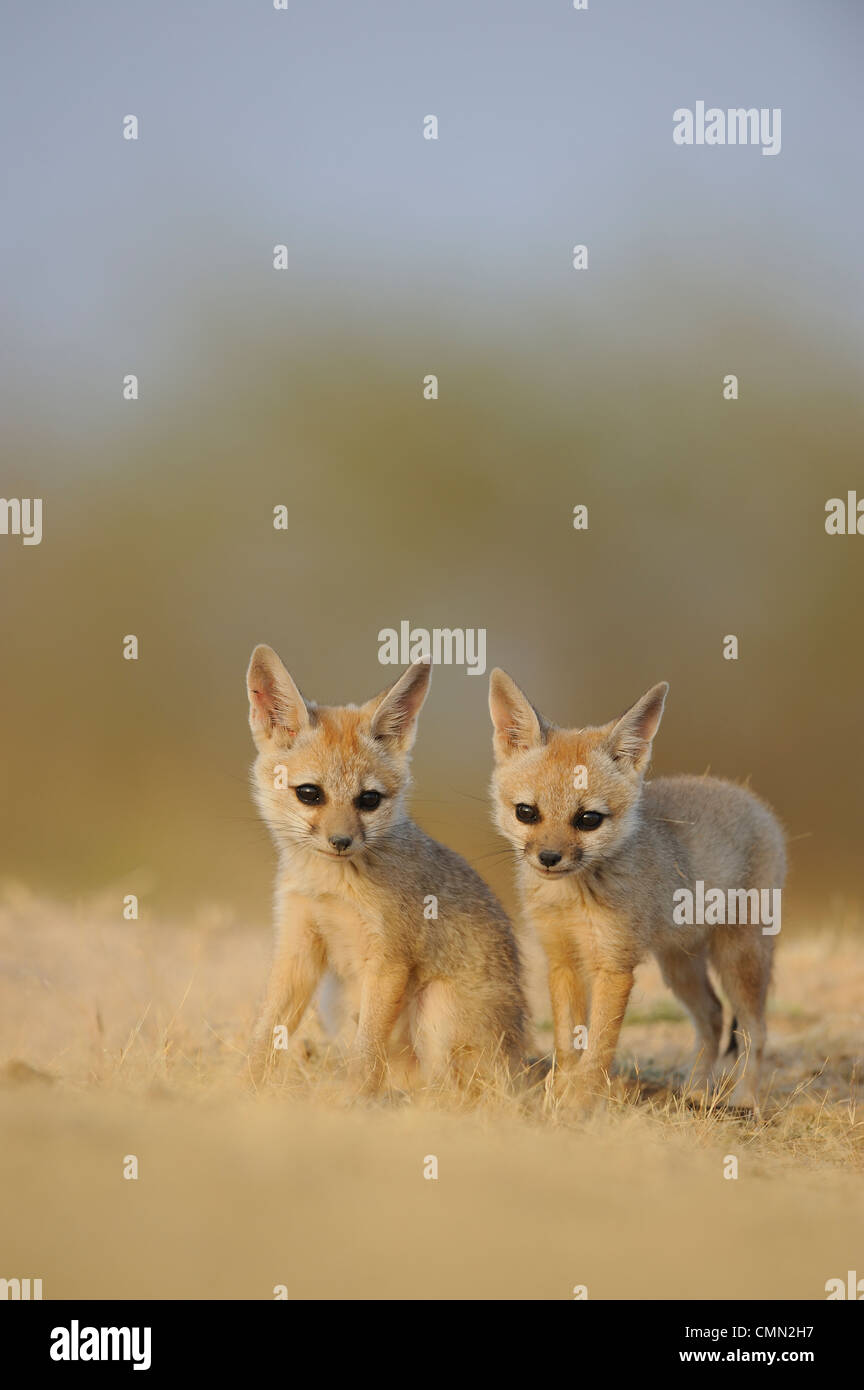 Bengal fox (Vulpes bengalensis), Indian fox Stock Photo - Alamy