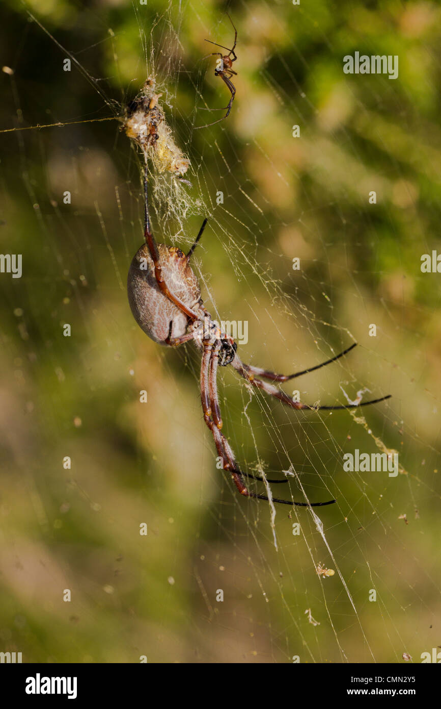 Spider island hi-res stock photography and images - Alamy