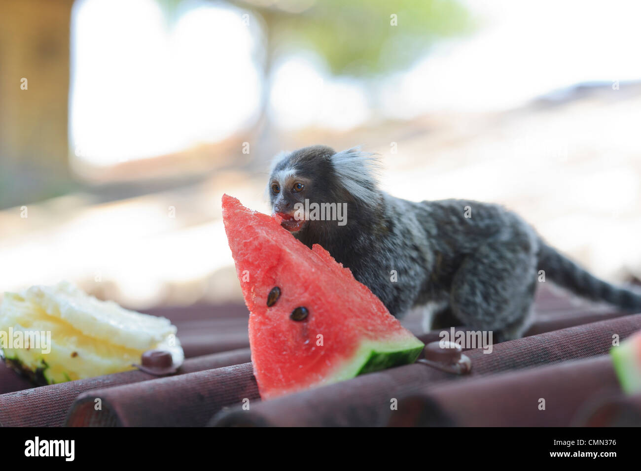 Marmosets hi-res stock photography and images - Alamy