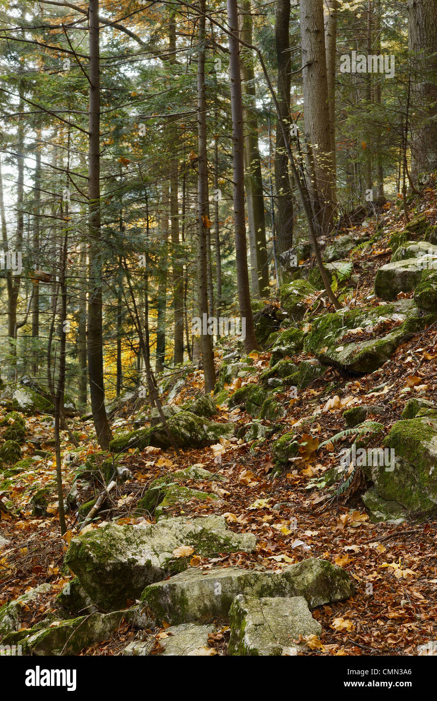 Autumn woods panorama with colorful trees and rocks in forest Stock ...