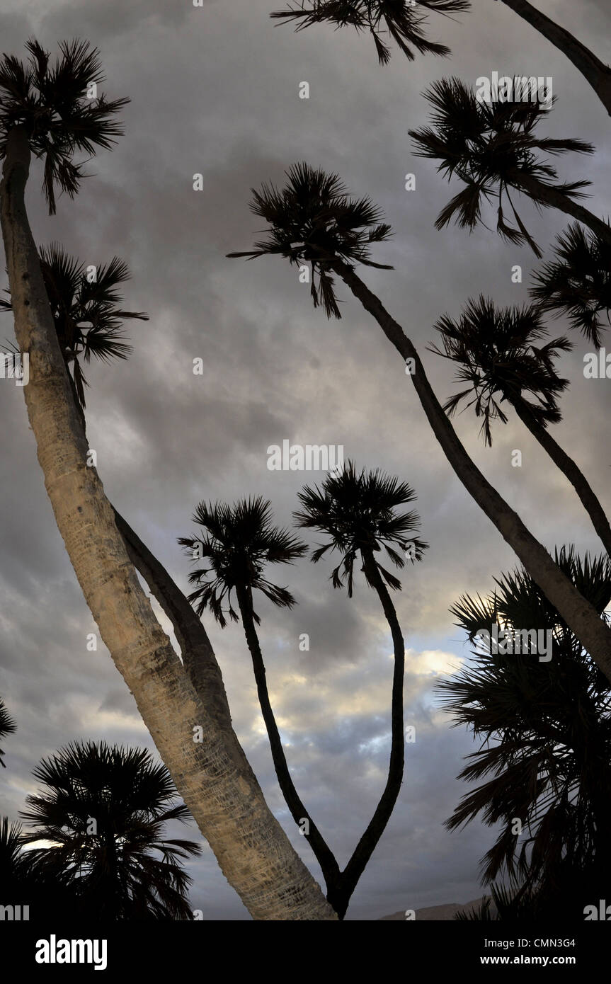 doum palm tree Stock Photo - Alamy