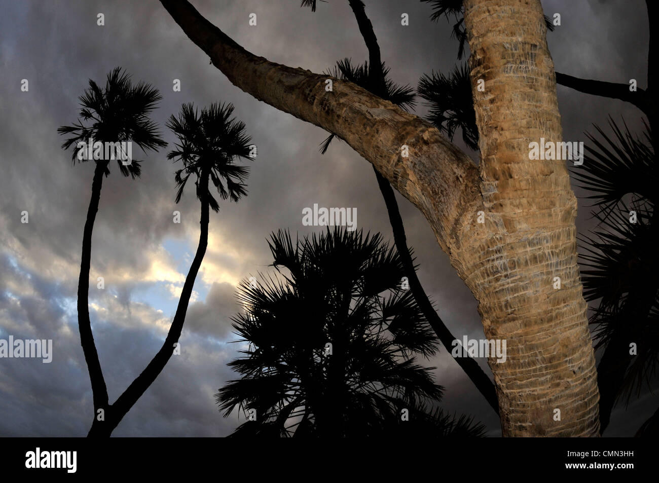 doum palm tree Stock Photo - Alamy