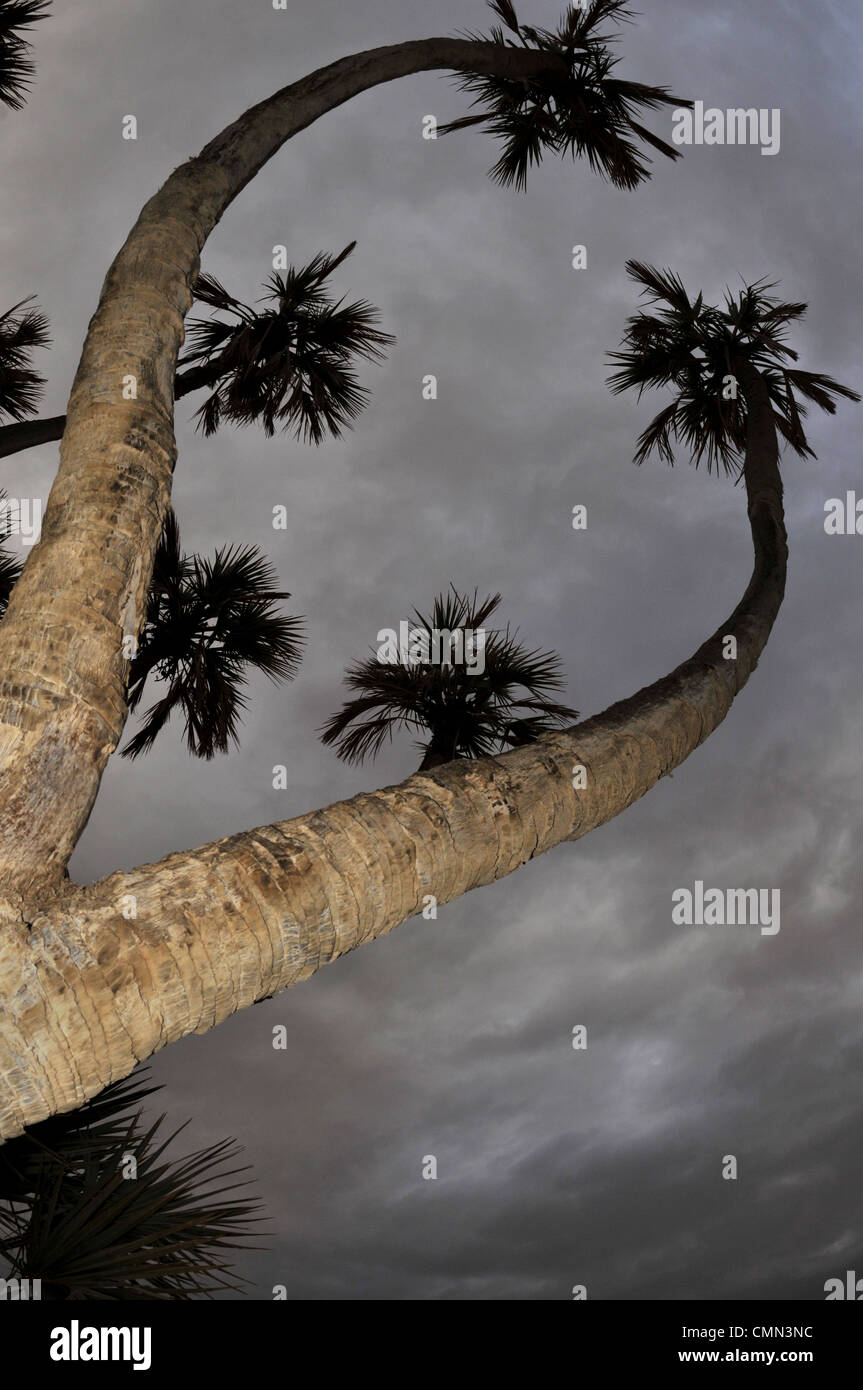Doum palm tree hi-res stock photography and images - Alamy