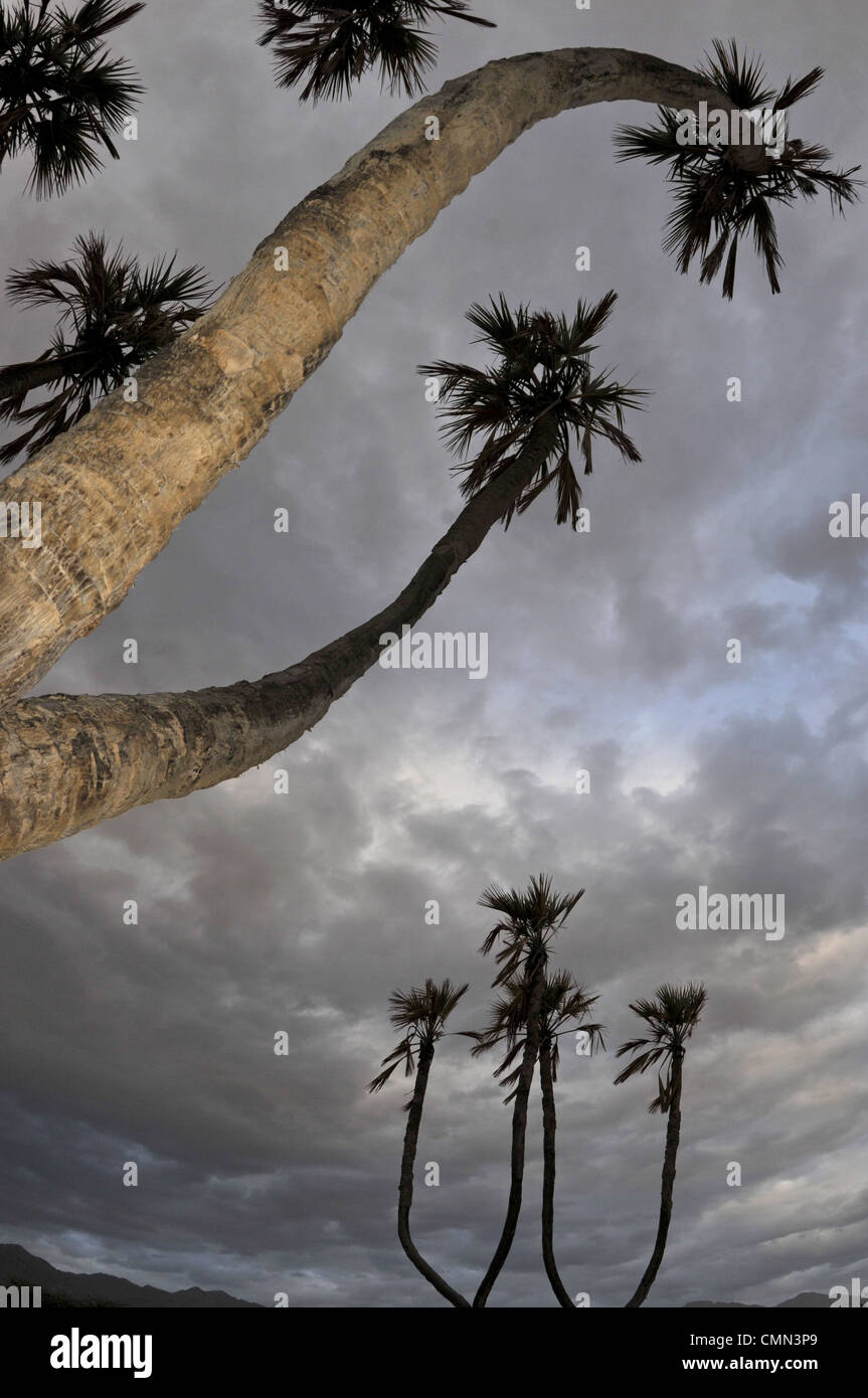 doum palm tree Stock Photo - Alamy