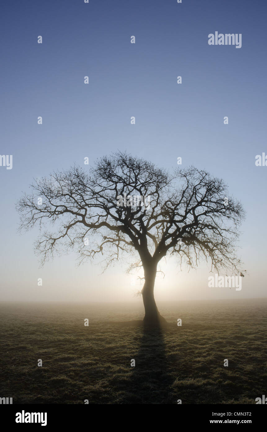 Tree in the mist. Morning view Stock Photo - Alamy