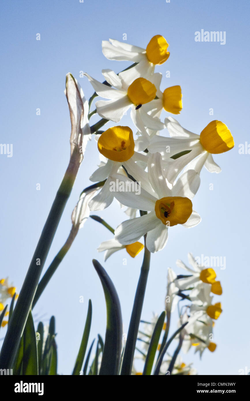Narcissus flower chinese hi-res stock photography and images - Alamy