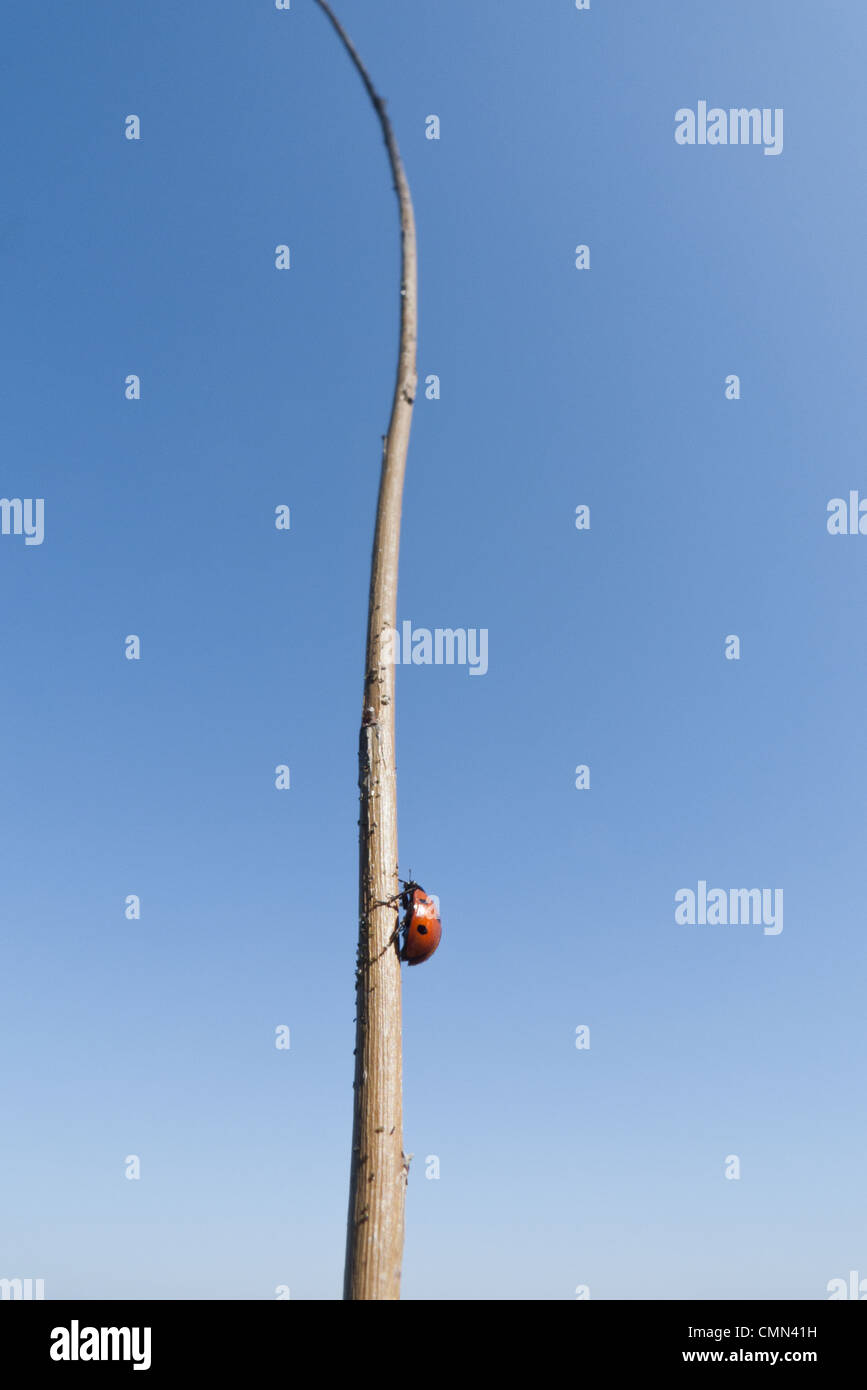 Dead ladybug hi-res stock photography and images - Alamy