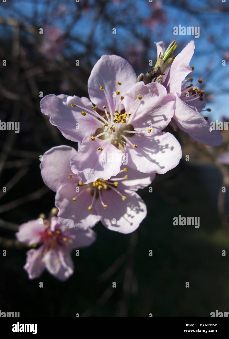 Peach tree flowers Stock Photo - Alamy