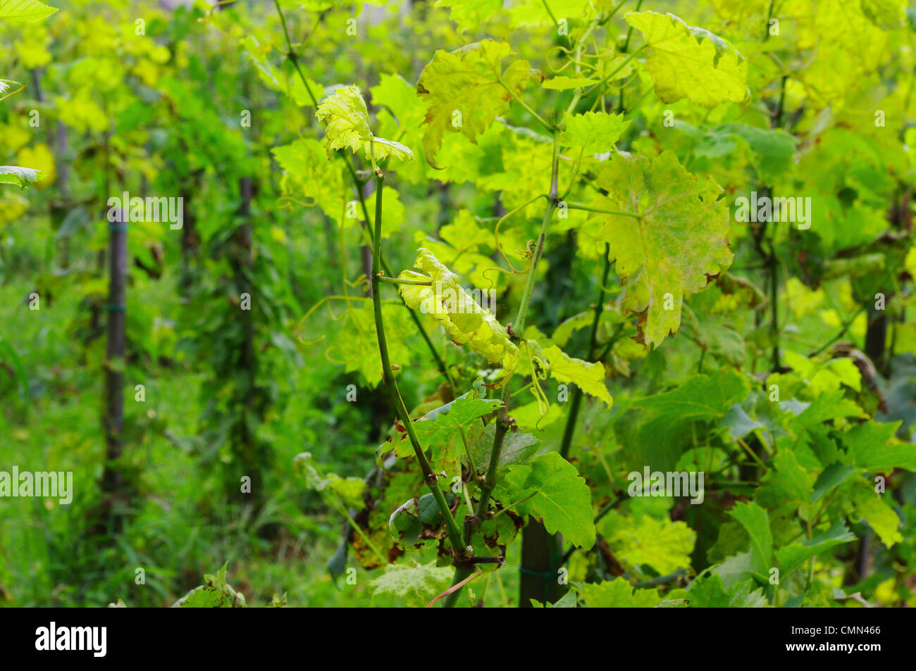 Big wine leaf in the old vineyard hi-res stock photography and images ...