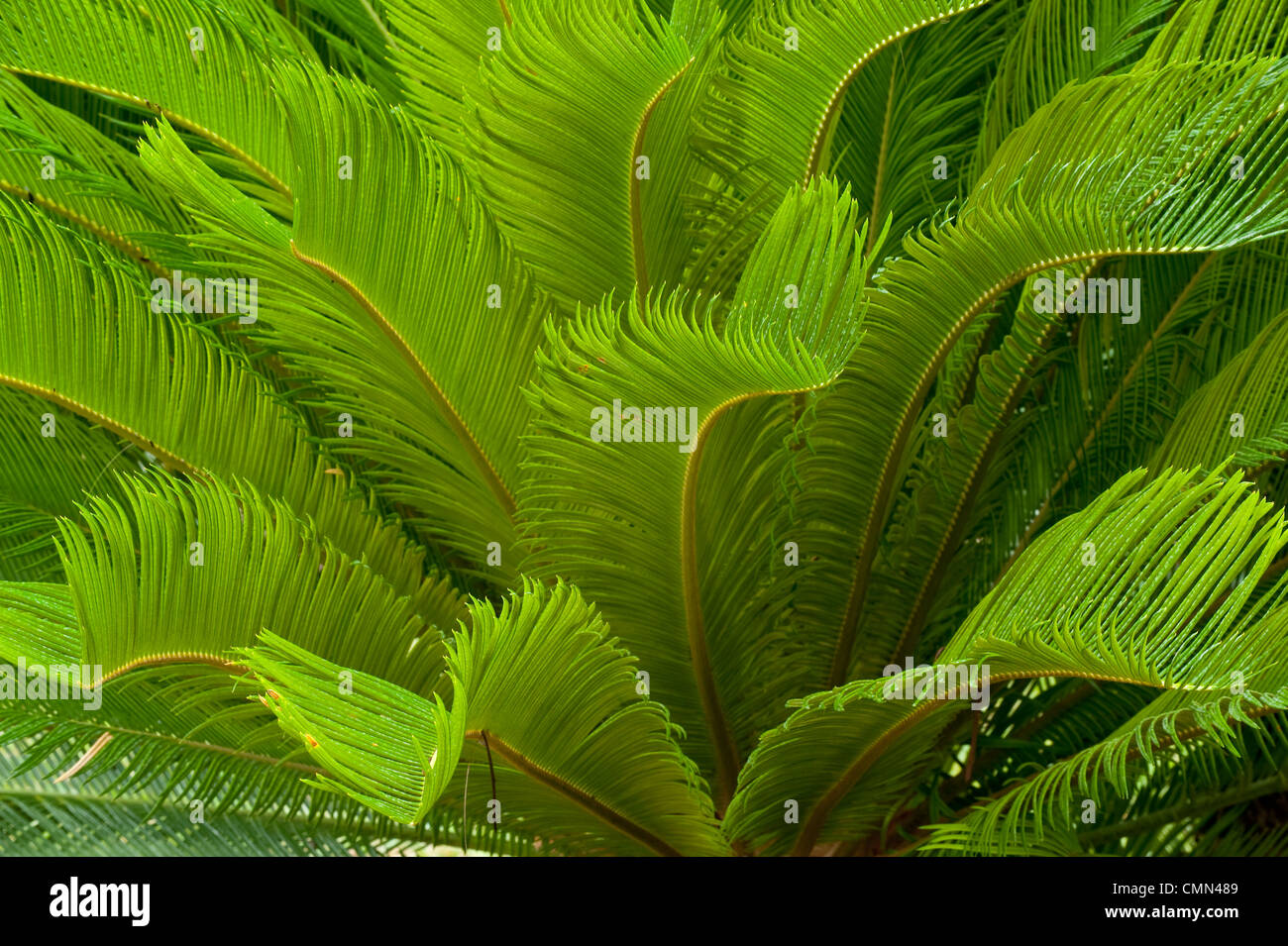 Horizontal leaves hi-res stock photography and images - Alamy