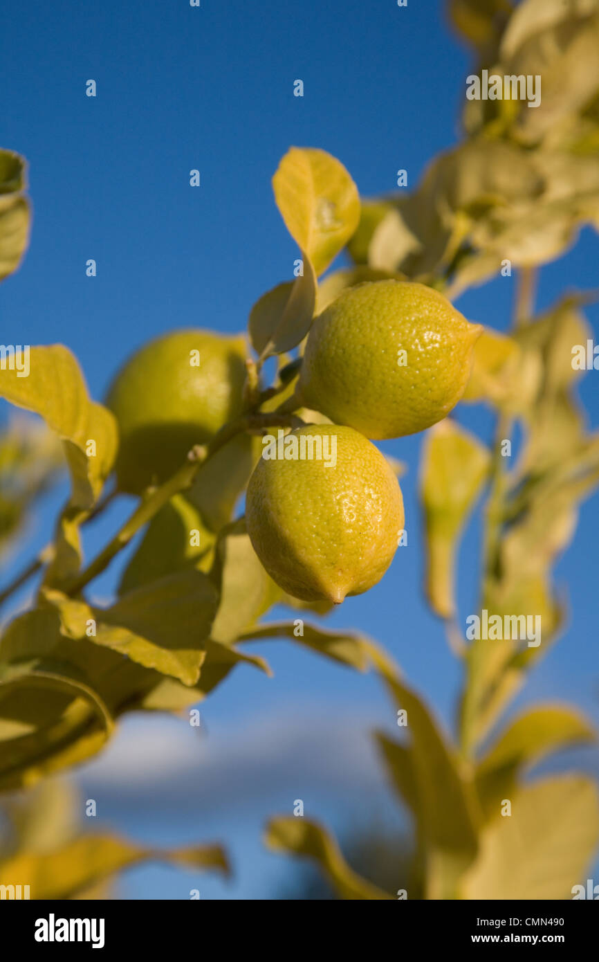 Spanish lemons in the summer sunshine, with the blue sky behind Stock ...