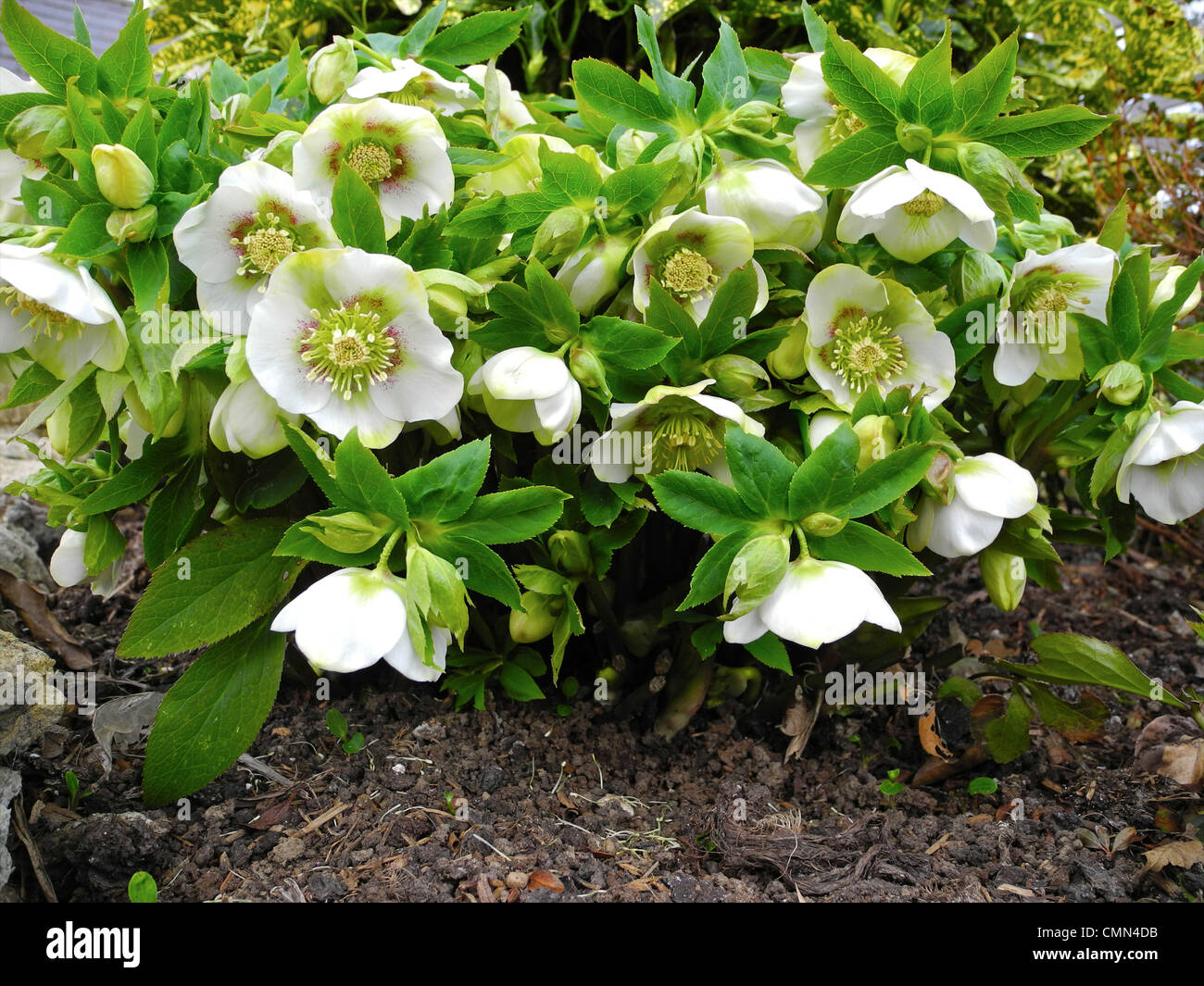 Hellebores (sometimes known as the Christmas or Lenten rose) are ...