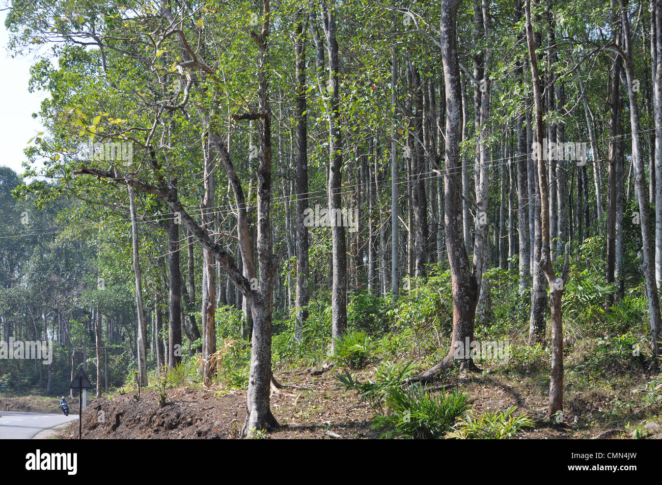 Rubber estate hi-res stock photography and images - Alamy