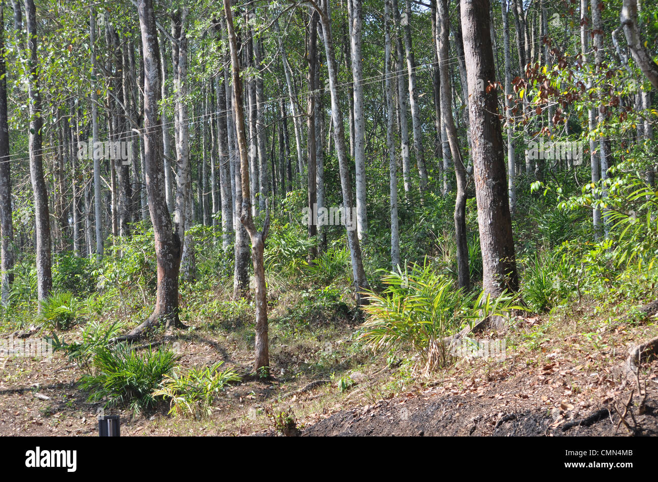 Rubber trees planted in line Stock Photo - Alamy