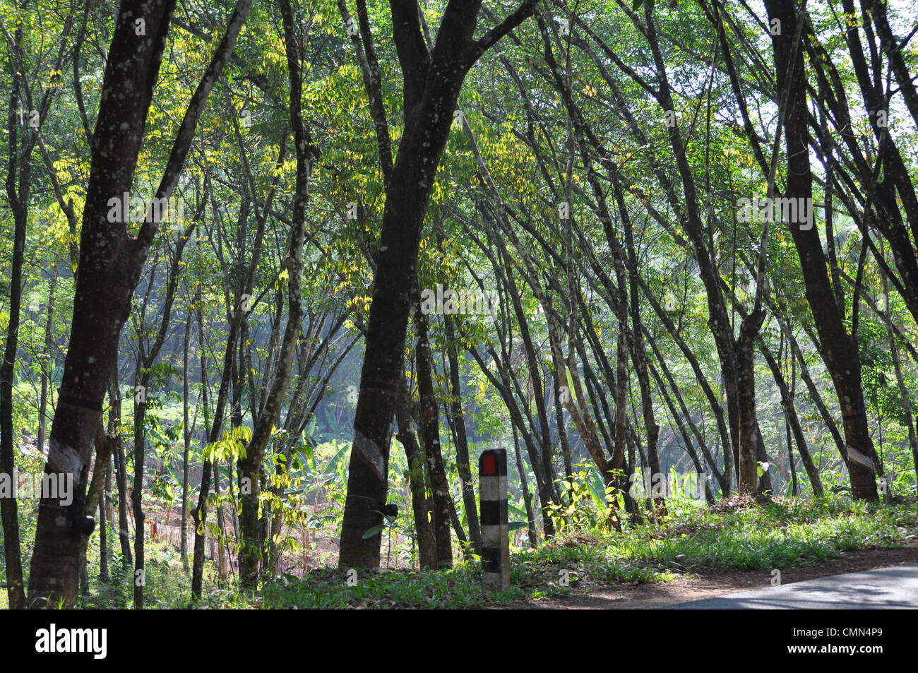 Rubber trees hi-res stock photography and images - Alamy