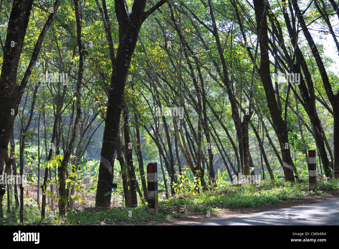 Tall and stately rubber trees Stock Photo - Alamy