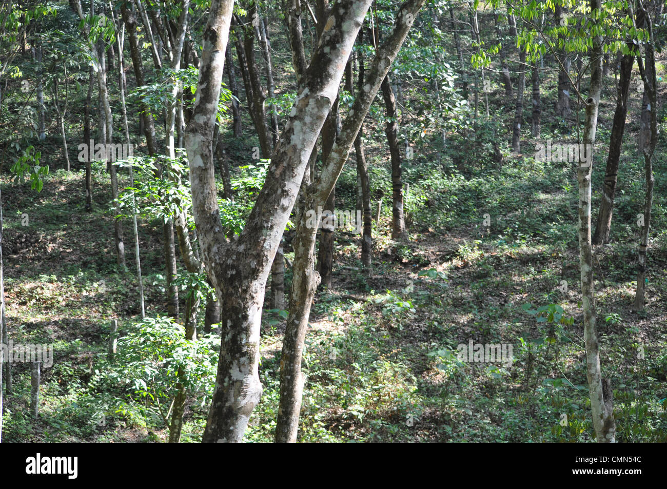 Rubber trees india hi-res stock photography and images - Alamy