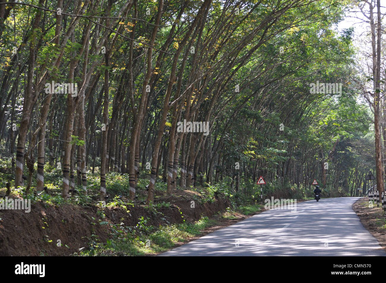 Rubber trees india hi-res stock photography and images - Alamy