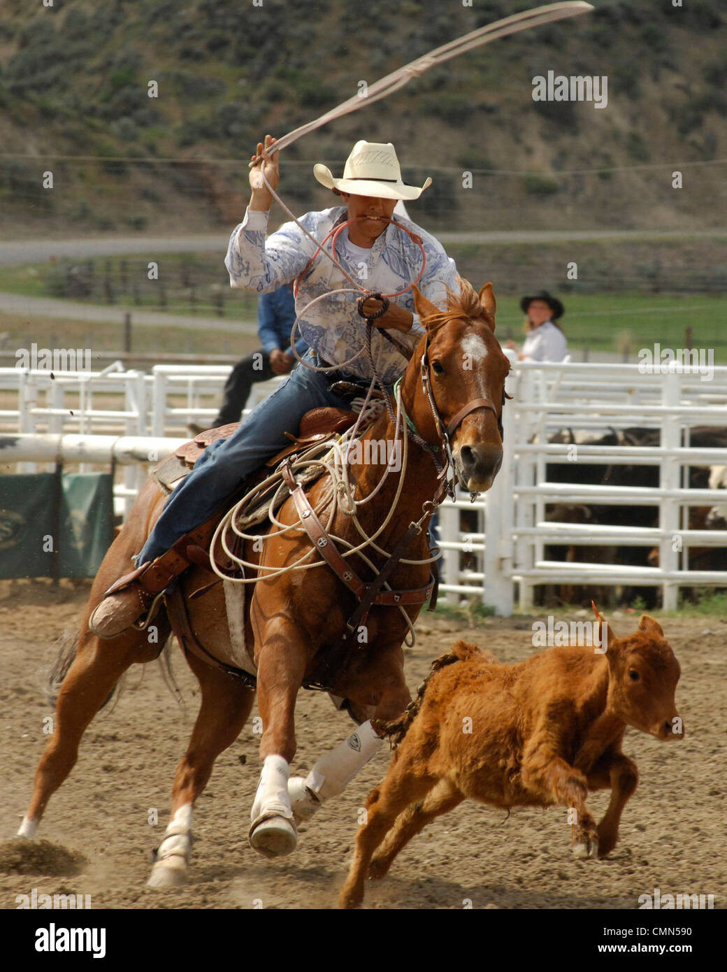 Girl roping calf hi-res stock photography and images - Alamy