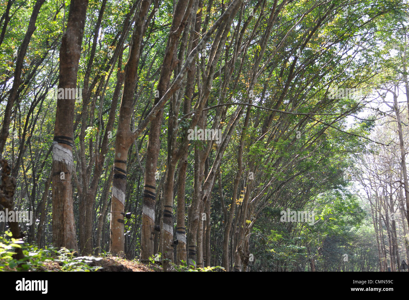 A row of tall elegant rubber trees Stock Photo - Alamy