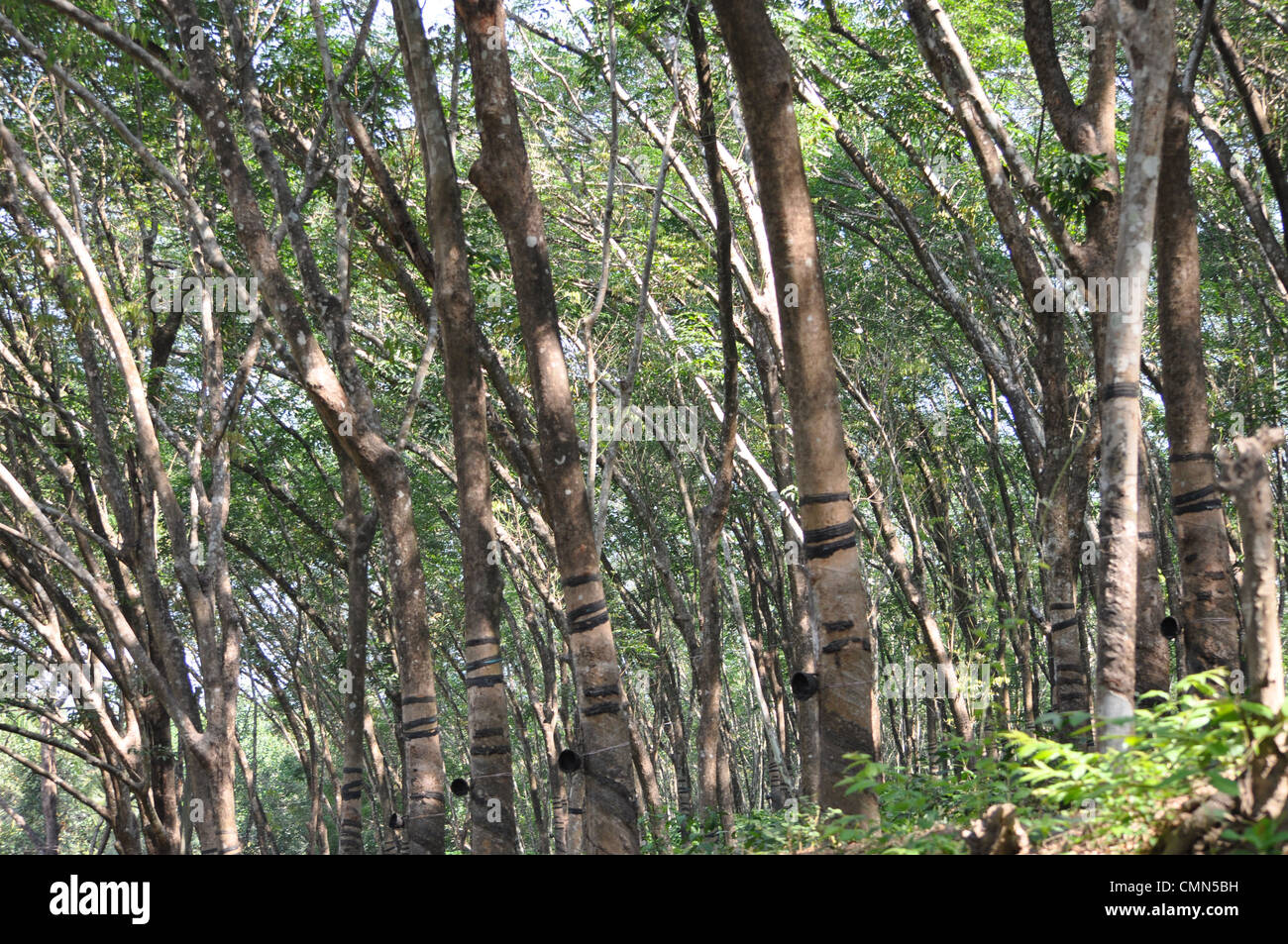 Some rubber trees Stock Photo - Alamy