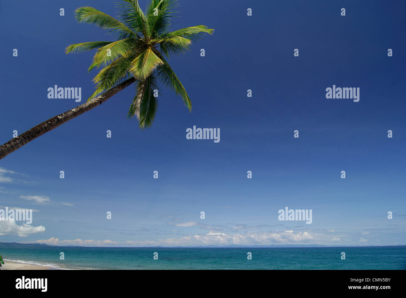 Palm tree overhanging Stock Photo - Alamy