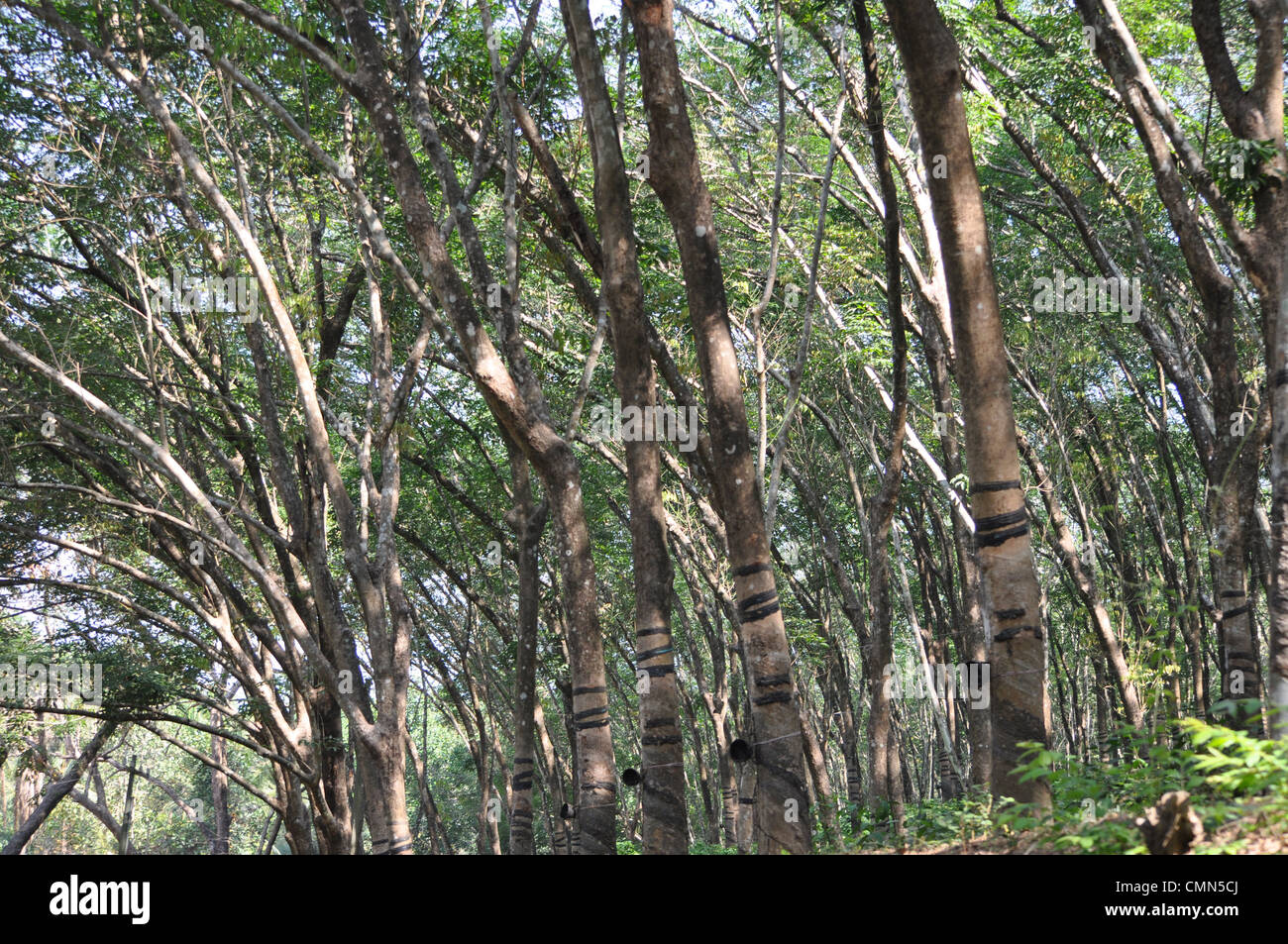 Rubber trees tapping hi-res stock photography and images - Alamy