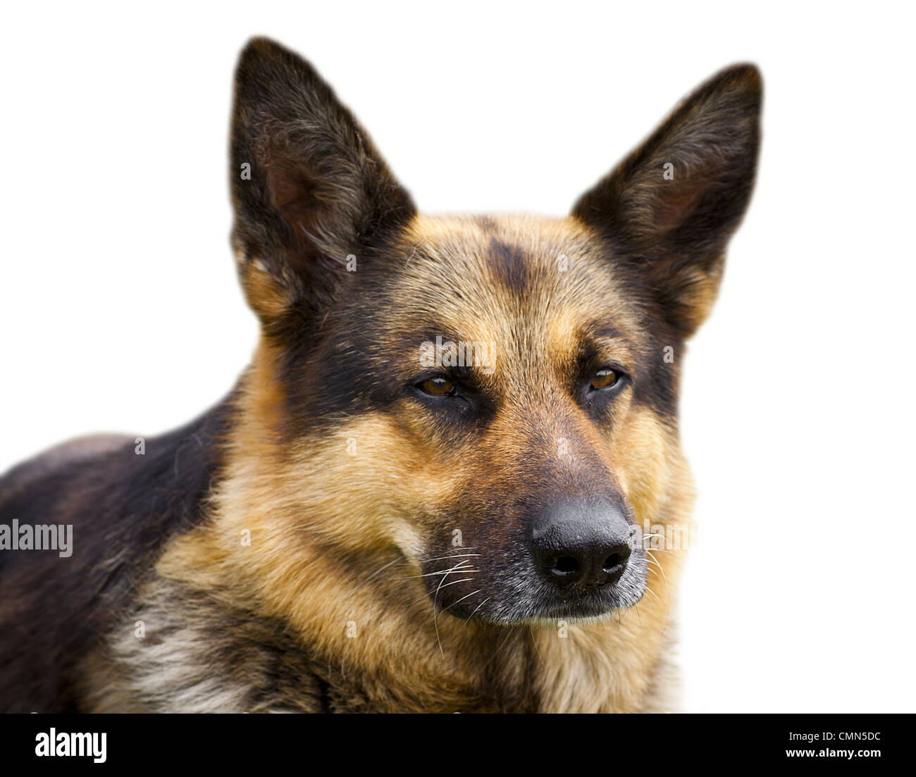 German Shepherd lying in front, isolated on white background Stock ...