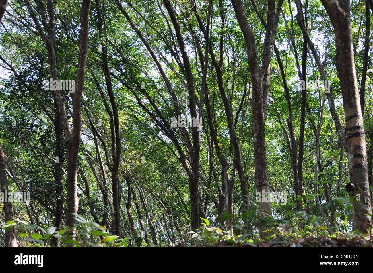 Rubber trees india hi-res stock photography and images - Alamy