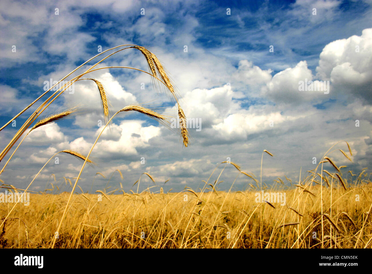 Rye Stalk High Resolution Stock Photography and Images - Alamy
